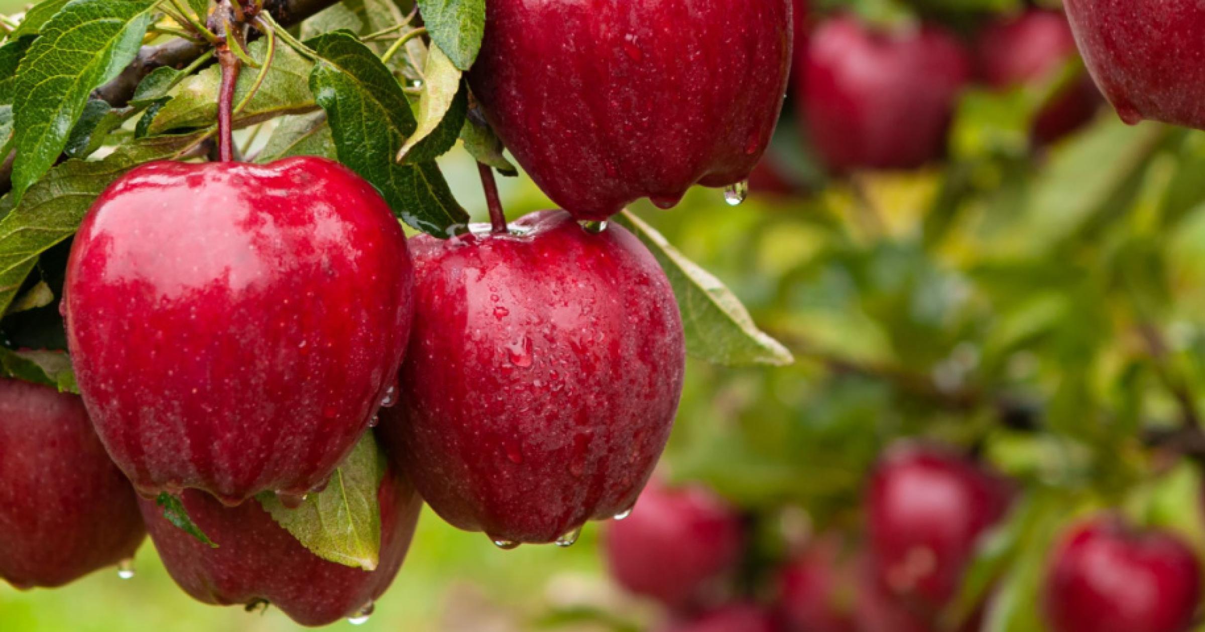 Learning about Apples | Appetite to Play